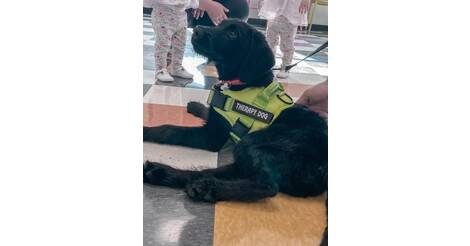 DCSO New Therapy Dog - Press Releases - DeKalb County Sheriff's Office ...